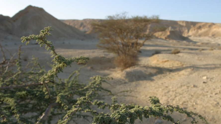 ‘Gharqad’, the Tree of the Jews - Christians for Israel New Zealand